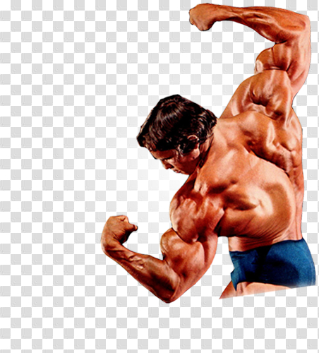 Free: Bodybuilding Transparent Background - nohat.cc