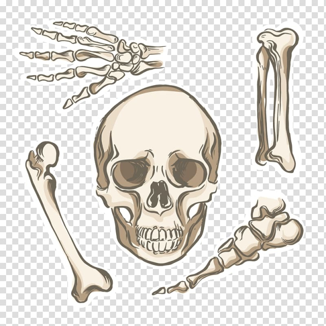 Free: Bone Human skeleton Human body Human anatomy, Skull skeleton ...