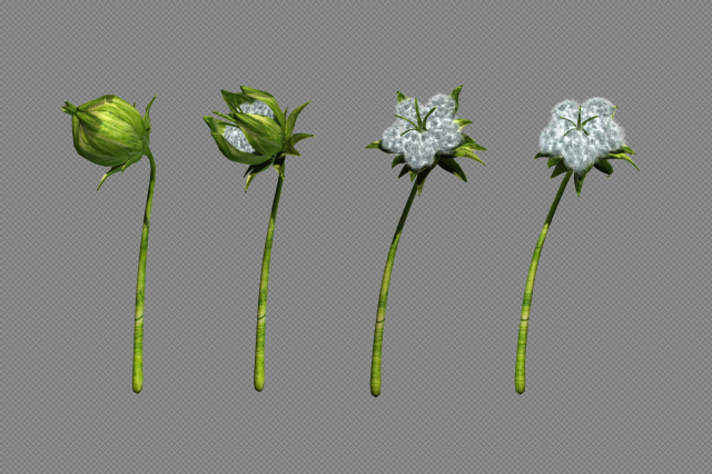 Free: Botany - Cyber Science 3D | 3D Learning Packages for Education ...