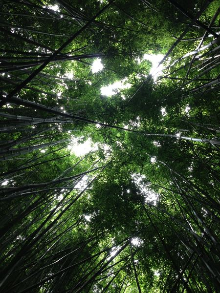 Free: bottom view shot of bamboos during daytime - nohat.cc