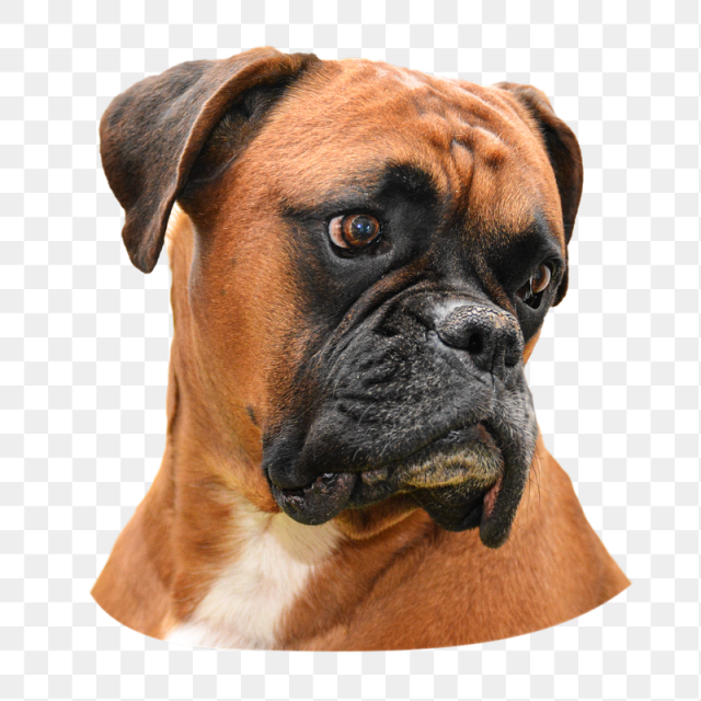 Free: Boxer dog png sticker, transparent | Free PNG - rawpixel - nohat.cc