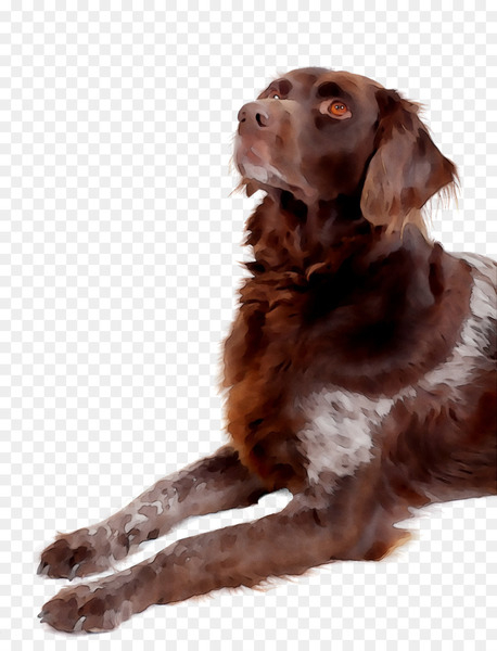Free: Boykin Spaniel German Shorthaired Pointer German longhaired ...