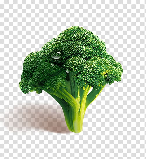 Free: Broccoli Vegetable , HD broccoli transparent background PNG ...