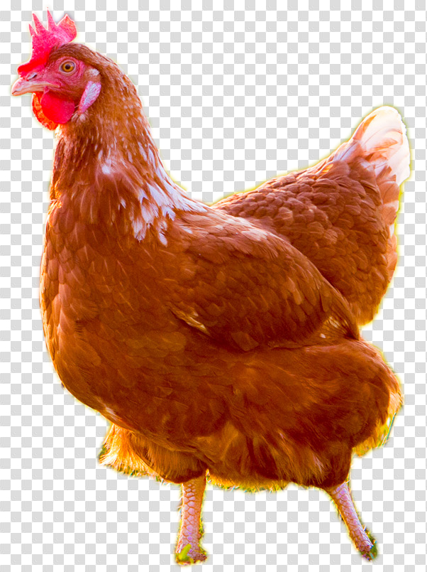 Free: Brown Chicken Transparent Images - nohat.cc