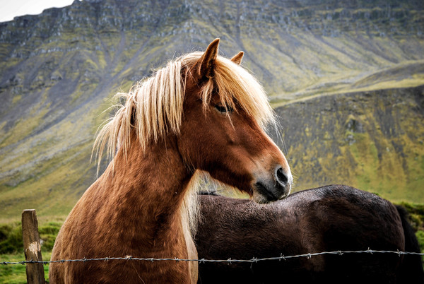 Free: Brown Horse Beside Gray Barb Wire - nohat.cc