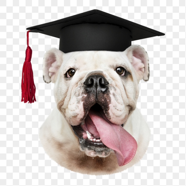 Free: Bulldog in graduation cap png | Free PNG - rawpixel - nohat.cc