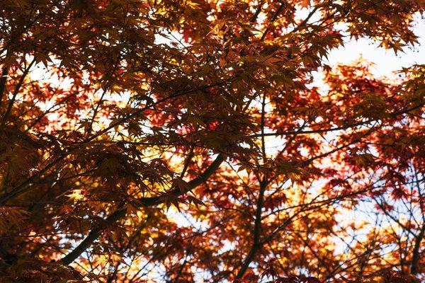 Free: Bunches Of Japanese Maple Leaves Layered Over Sky In Soft Focus ...