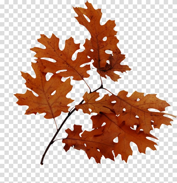 Free: Bur oak Leaf Northern Red Oak English oak Acorn, Leaf transparent ...