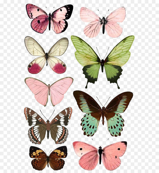 Free: Butterfly Insect Paper Moth Printing - A butterfly - nohat.cc