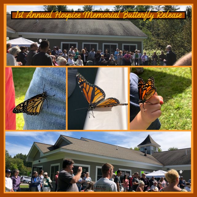 Free: Butterfly Release | - nohat.cc