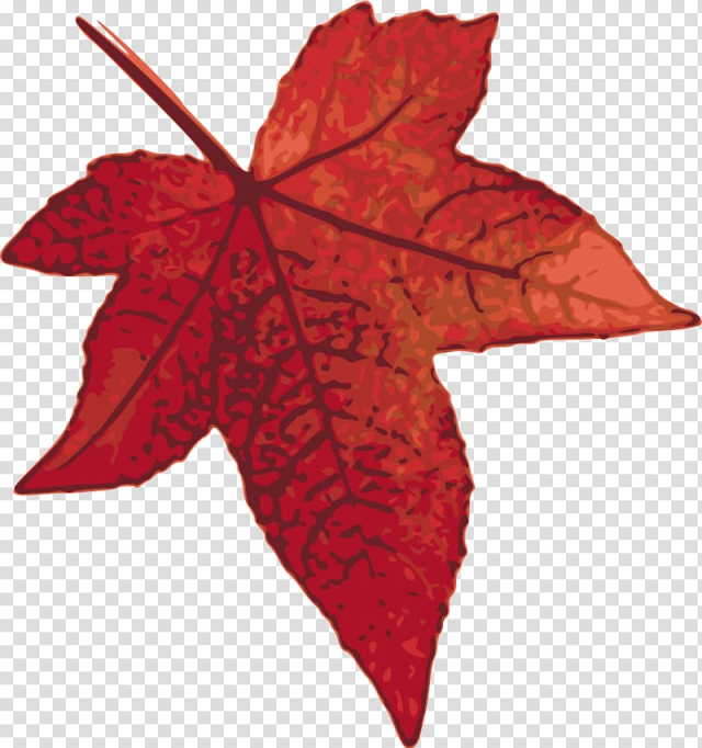 Free: Canada Red maple Maple leaf , Maples transparent background PNG ...
