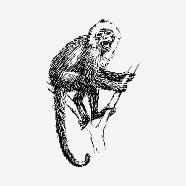Free: Capuchin monkey drawing, vintage illustration | Free PSD ...