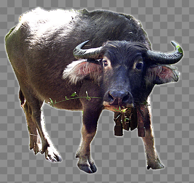 Free: Carabao png 4 » PNG Image - nohat.cc