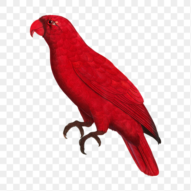 Free: Cardinal Lory parrot png bird | Free PNG Illustration - rawpixel ...