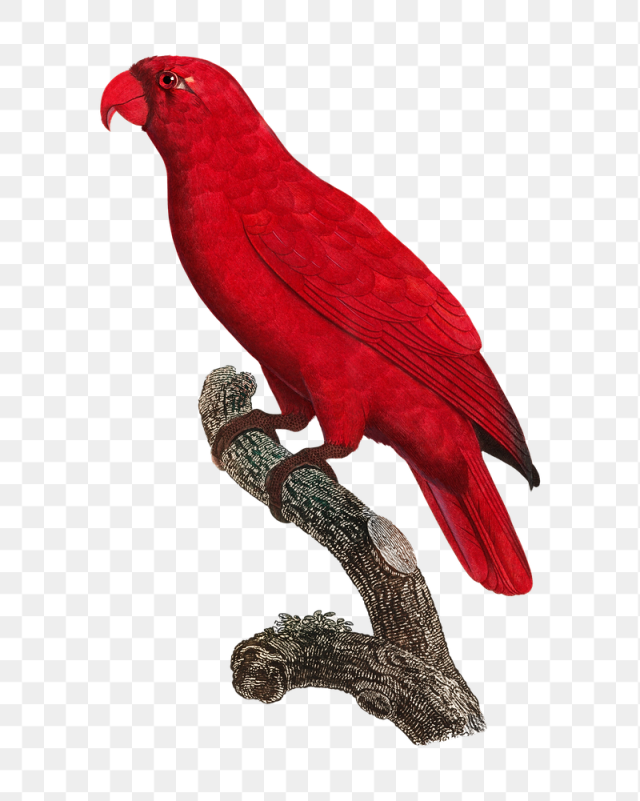 Free: Cardinal Lory parrot png bird | Free PNG Illustration - rawpixel ...