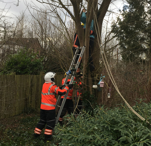 Free: Cat and Woman Get Stuck in Tree Rescued by Firefighters | PEOPLE ...