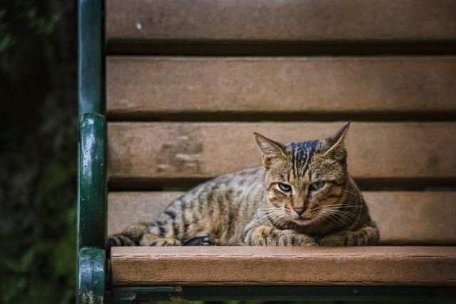 Free: Cat on Bench - nohat.cc