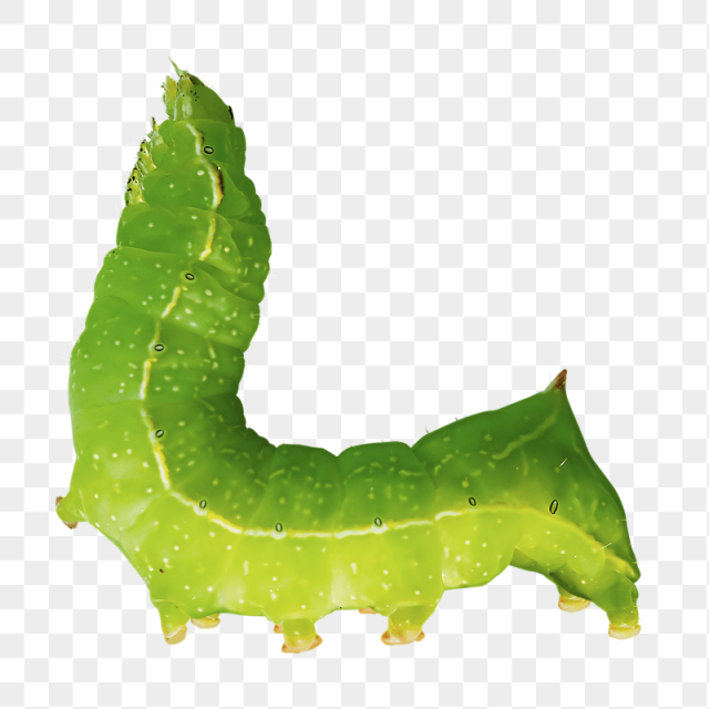 Free: Caterpillar worm png sticker, transparent | Free PNG - rawpixel ...
