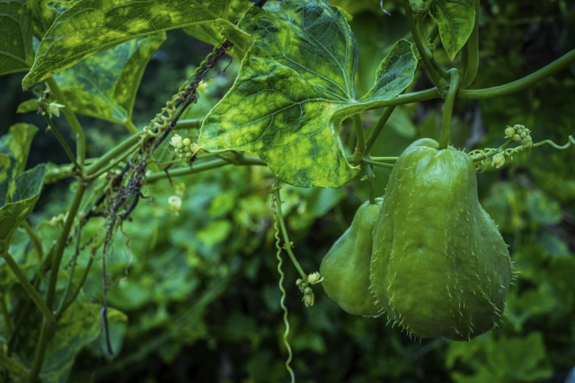 Free: Chayote fruit growing on a tree. | Free Photo - rawpixel - nohat.cc
