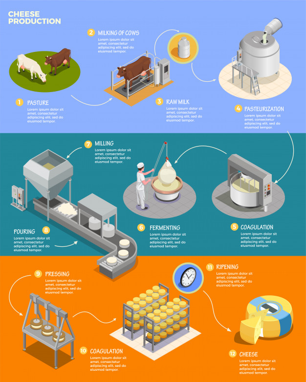 Free: Cheese production isometric infographics layout with eleven ...