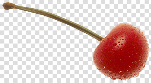 Free: Cherry Fruit Transparent Background - nohat.cc