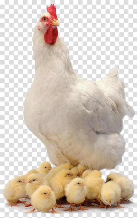 Free: Chicken with chics, Chicken curry Broiler Farm Animals: Chickens ...