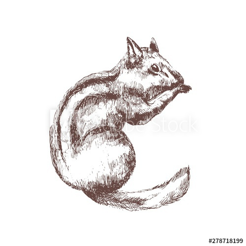 Free: Chipmunk hand drawn with contour lines on white background - nohat.cc