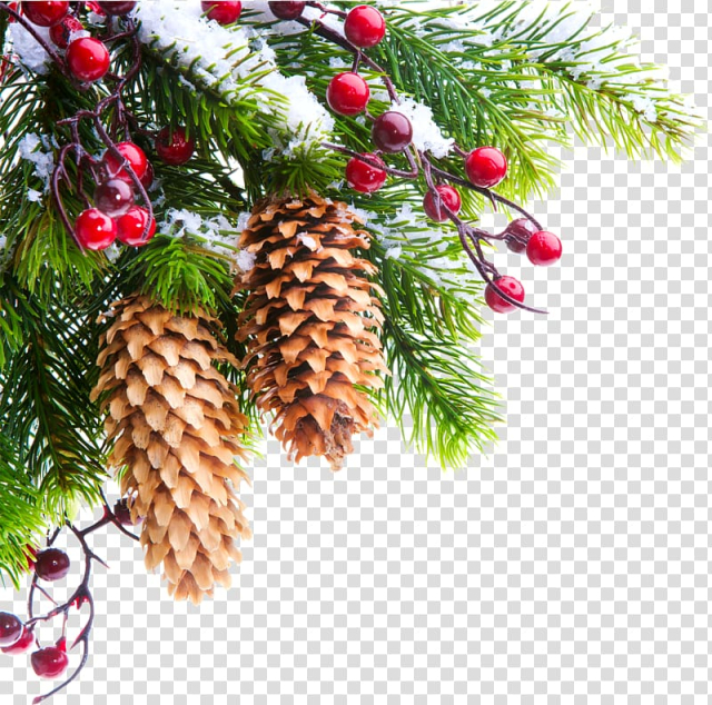 Free: Christmas tree Branch , pine cone transparent background PNG ...