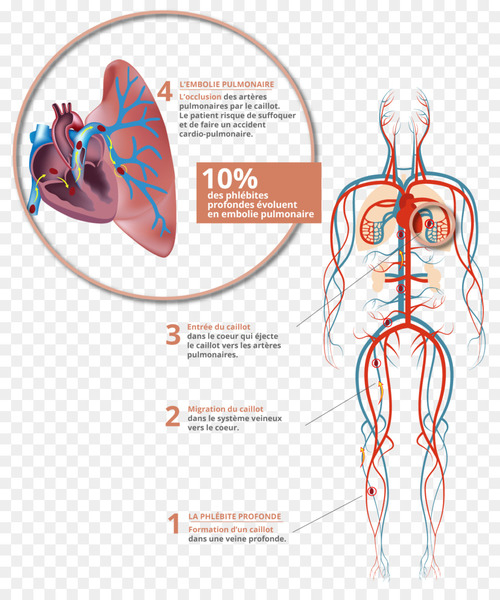 Free: Circulatory system Organ system Heart Clip art Lymphatic system ...