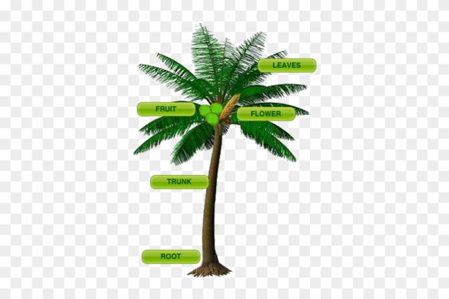 Free: Click Each Label In The Coconut Tree To View The Details ...