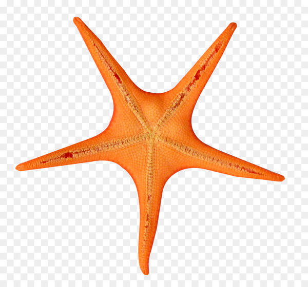 Free: Clip art - Star Fish - nohat.cc