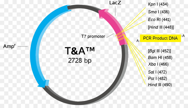 Free: Cloning vector TA cloning Ligation - vector - nohat.cc