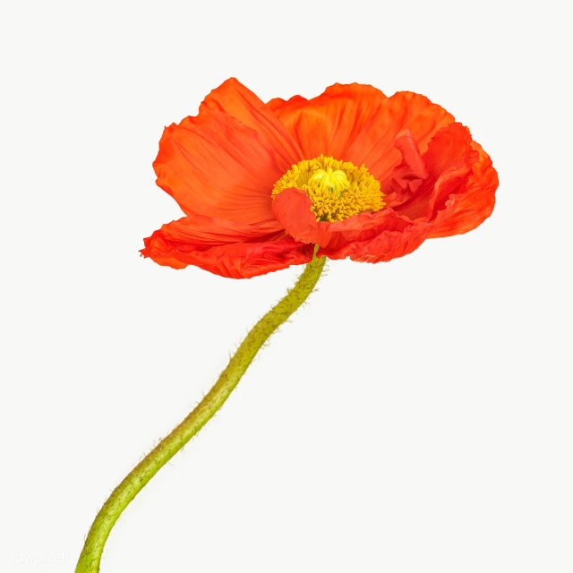 Free: Close up of red poppy flower transparent png | Free transparent ...