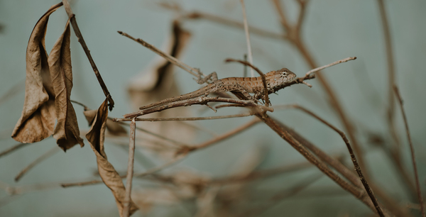 Free: Close-Up Photo of Lizard On Steam - nohat.cc