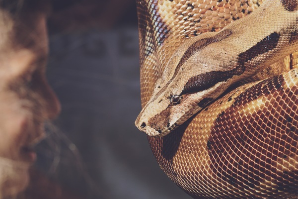 Free: Close-up Photo of Reticulated Python - nohat.cc