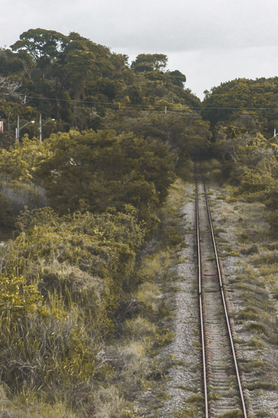 Free: Close Up Photo of Train Railings in Between Trees - nohat.cc