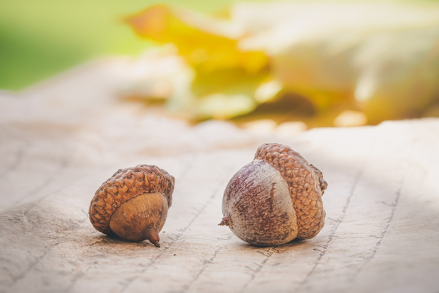Free: Close-Up Photo of Two Acorns - nohat.cc