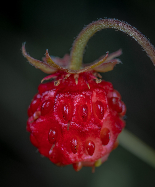 Free: Close-up Photography Of Red Berry Fruit - nohat.cc