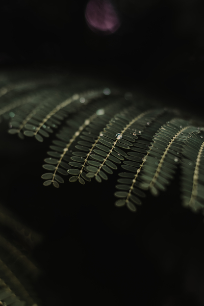 Free: Closeup View of Double Compound Plant - nohat.cc