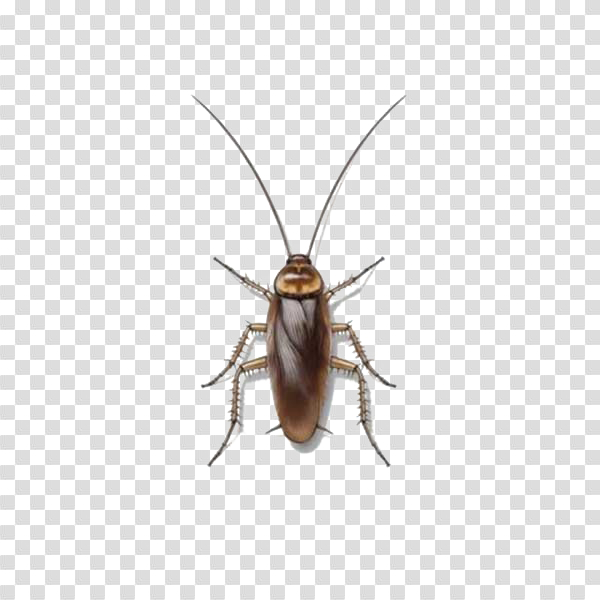 Free: Cockroach Transparent Image - nohat.cc