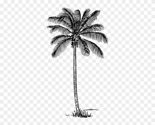 Free: Coconut Tree Clipart Kid - Coconut Tree Line Drawing - nohat.cc