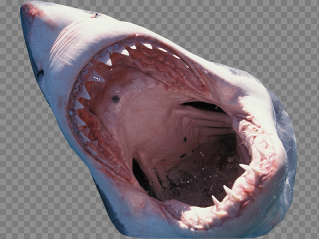Free: Collection of free Shark transparent jumping. Download on UI Ex ...