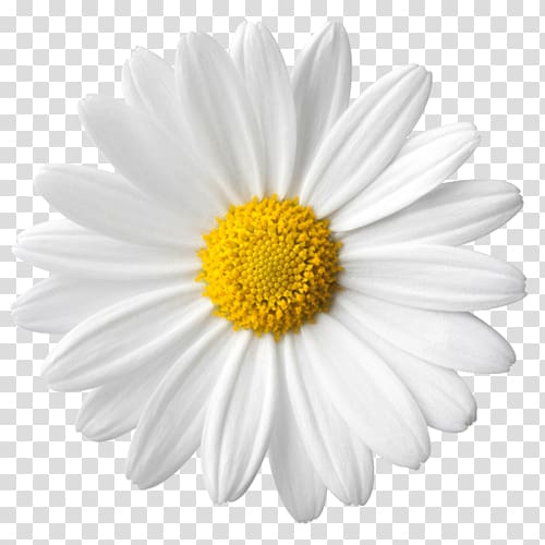 Free: Common daisy Flower , daisy transparent background PNG clipart ...