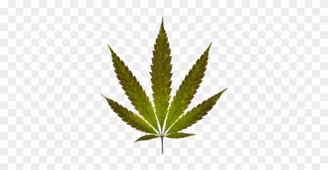 Free: Coolest Marijuana Leaf Transparent Background Pin Free ...