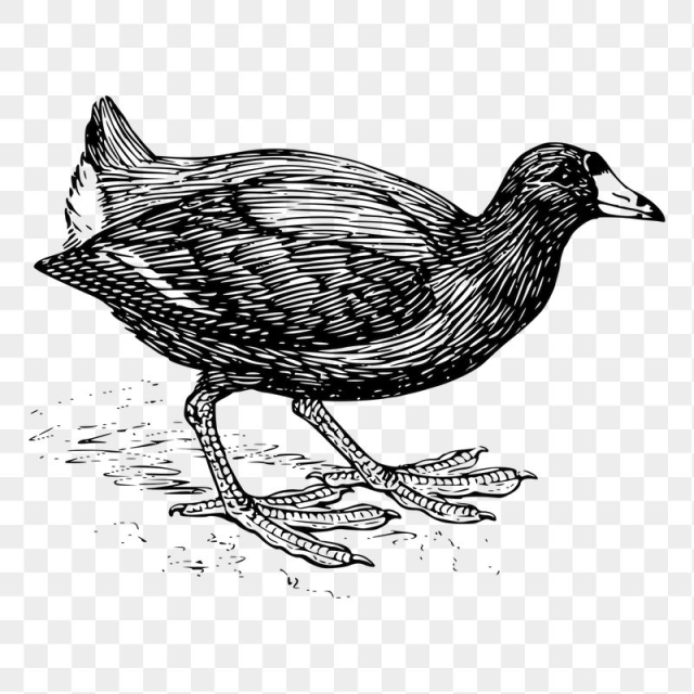 Free: Coot bird png sticker illustration, | Free PNG - rawpixel - nohat.cc