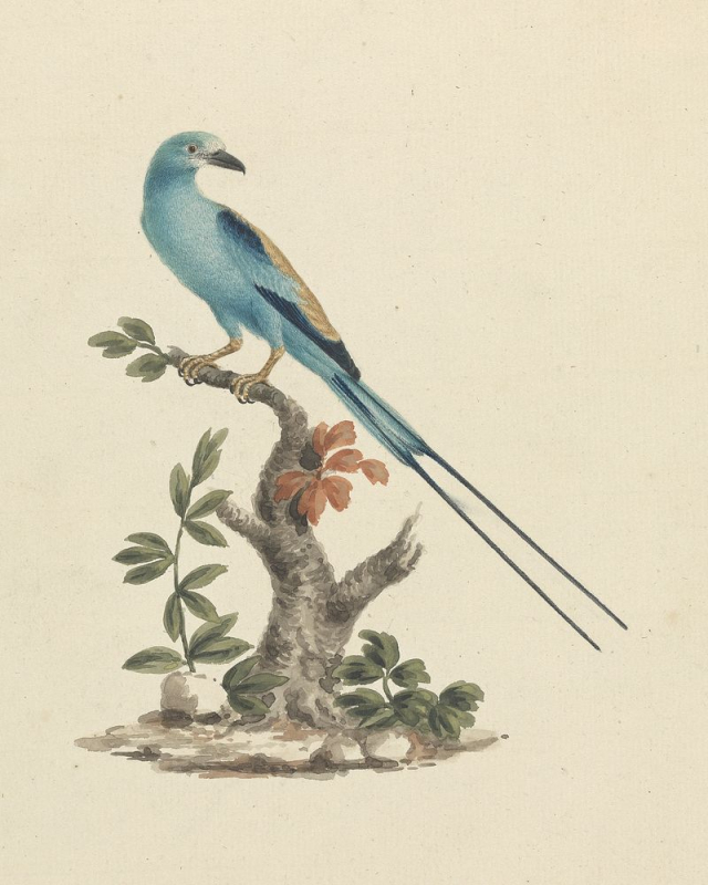 Free: Coracias abyssinicus (Abyssinian Roller) | Free Photo - rawpixel ...