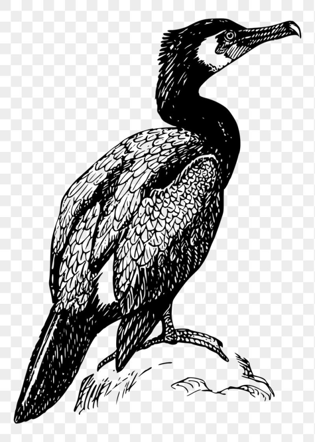 Free: Cormorant bird png sticker illustration, | Free PNG - rawpixel ...
