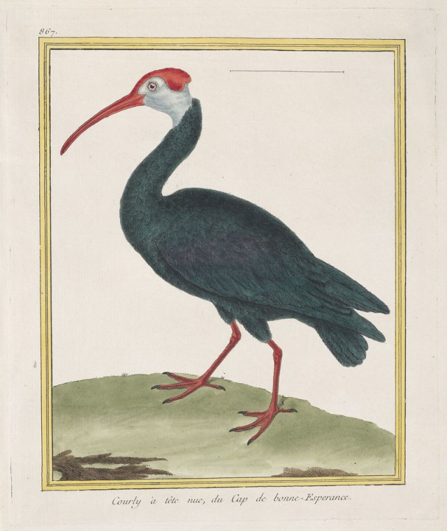 Free: Courly à tête nu, du | Free Photo - rawpixel - nohat.cc