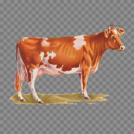 Free: Cow PNG image, free cows PNG picture download - nohat.cc