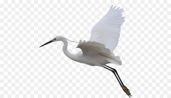 Free: Crane Bird Flight Egret Wing - Flying Crane - nohat.cc
